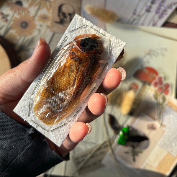 Cockroach - Etsy