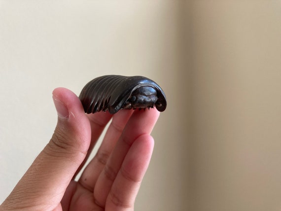 Real Giant Pill Millipede Sphaeropoeus Lugubris Giant - Etsy