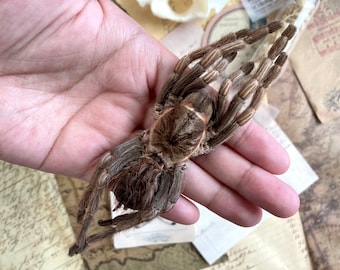 Acanthoscurria Ferina Rusty Birdeater Tarantula Peru Unmounted - Etsy