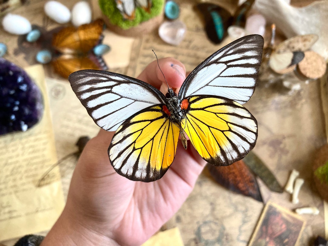 Prioneris Philonome Themana (the Redspot Sawtooth), Real Butterflies ...