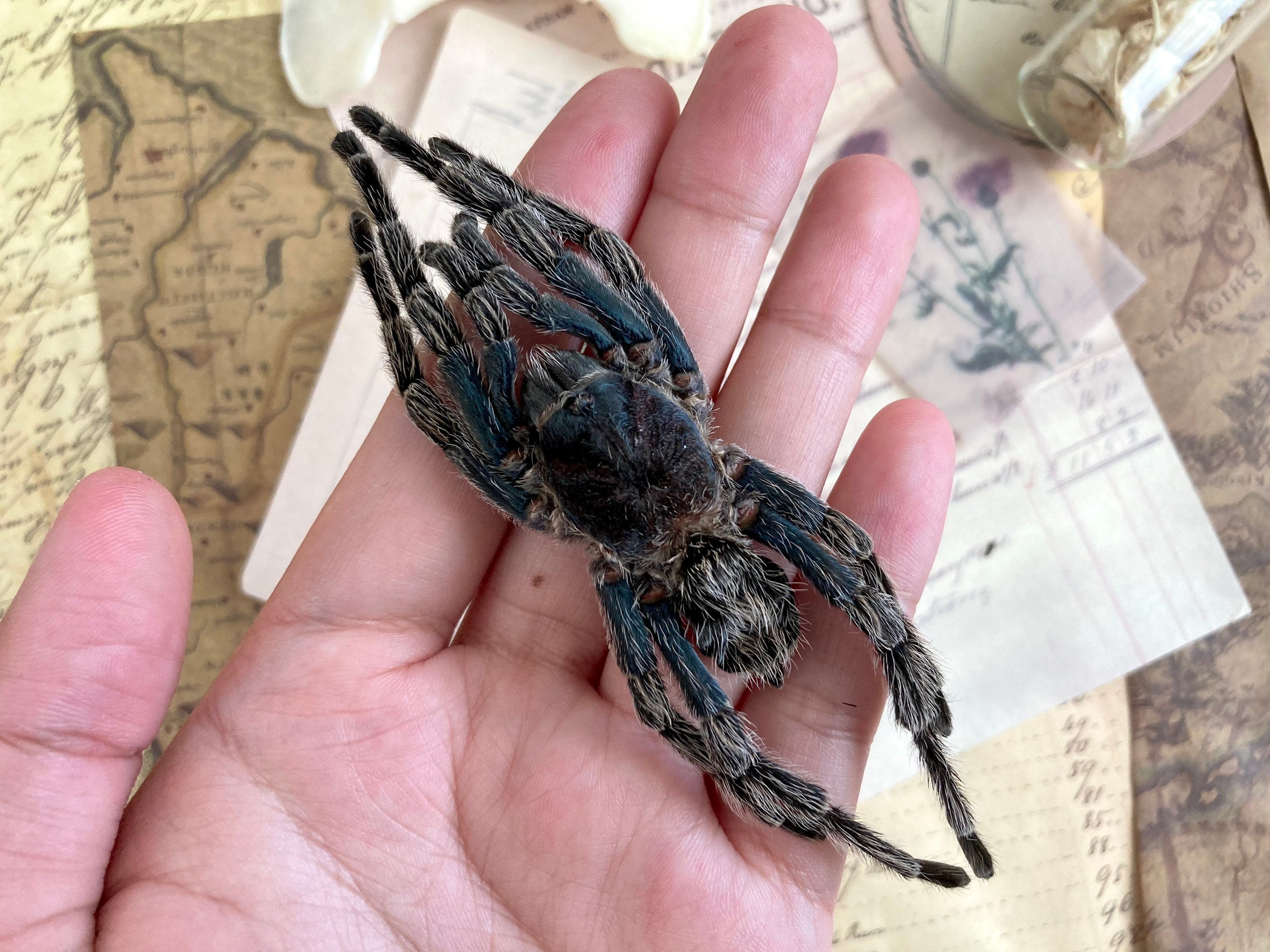 One Bird Eating Spider From Peru Hapalotremus Carabaya ,arachnid , for ...