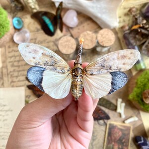 Pyrops Astarte (white), Unmounted, Real Lanternfly, Entomology, Insect ...