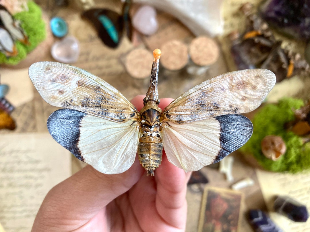 Pyrops Astarte (white), Unmounted, Real Lanternfly, Entomology, Insect ...