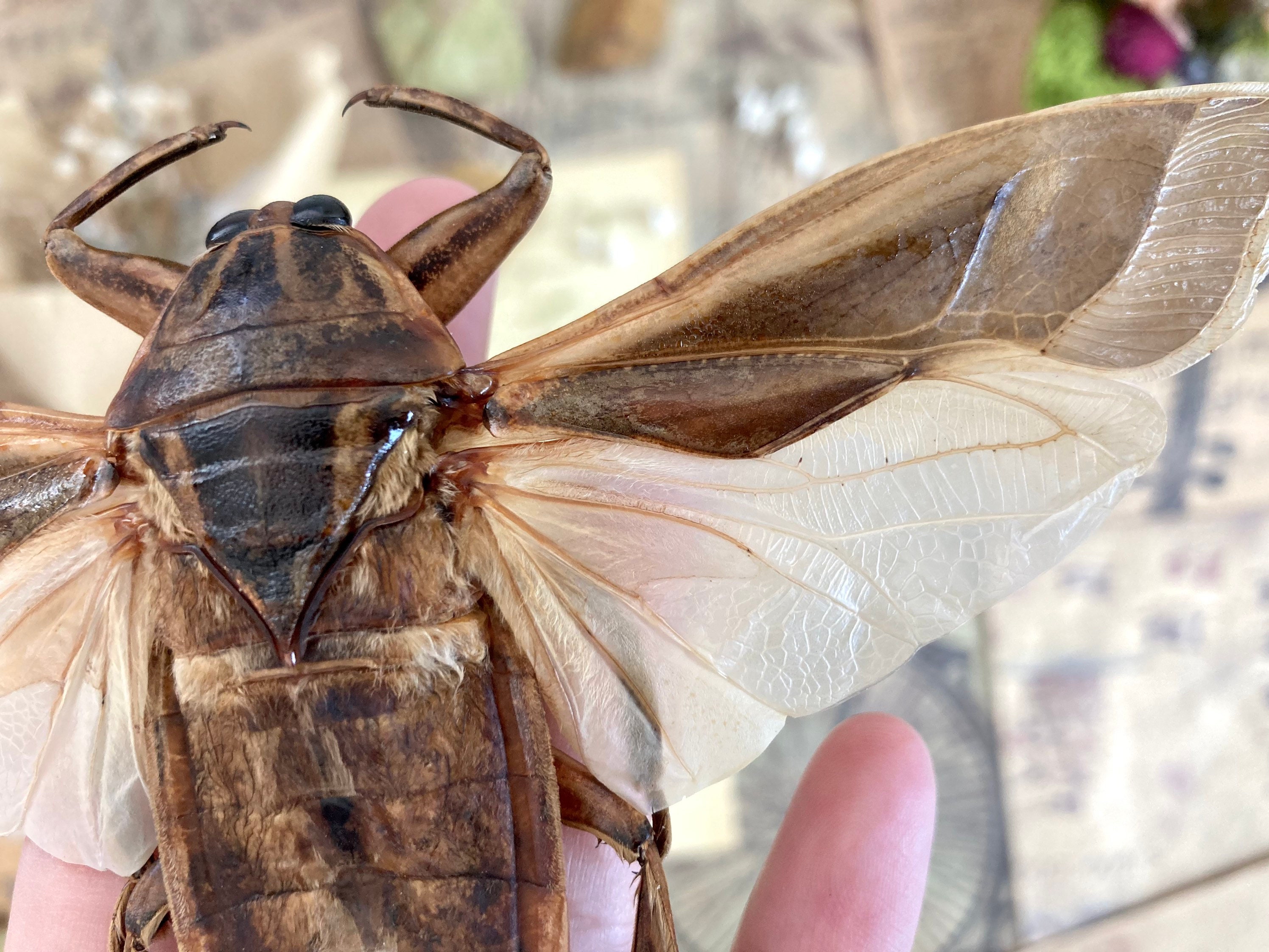Giant Water Bug Wings