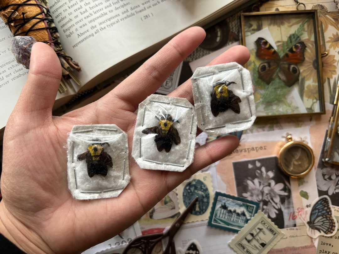 Xylocopa Olivacea, Unmounted Yellow Bee, Entomology, Carpenter Bee, Bee ...