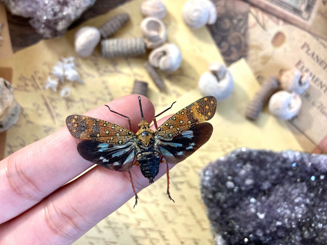 Saiva Bullata Spread or Unmounted Leaf Hopper Entomologie - Etsy France