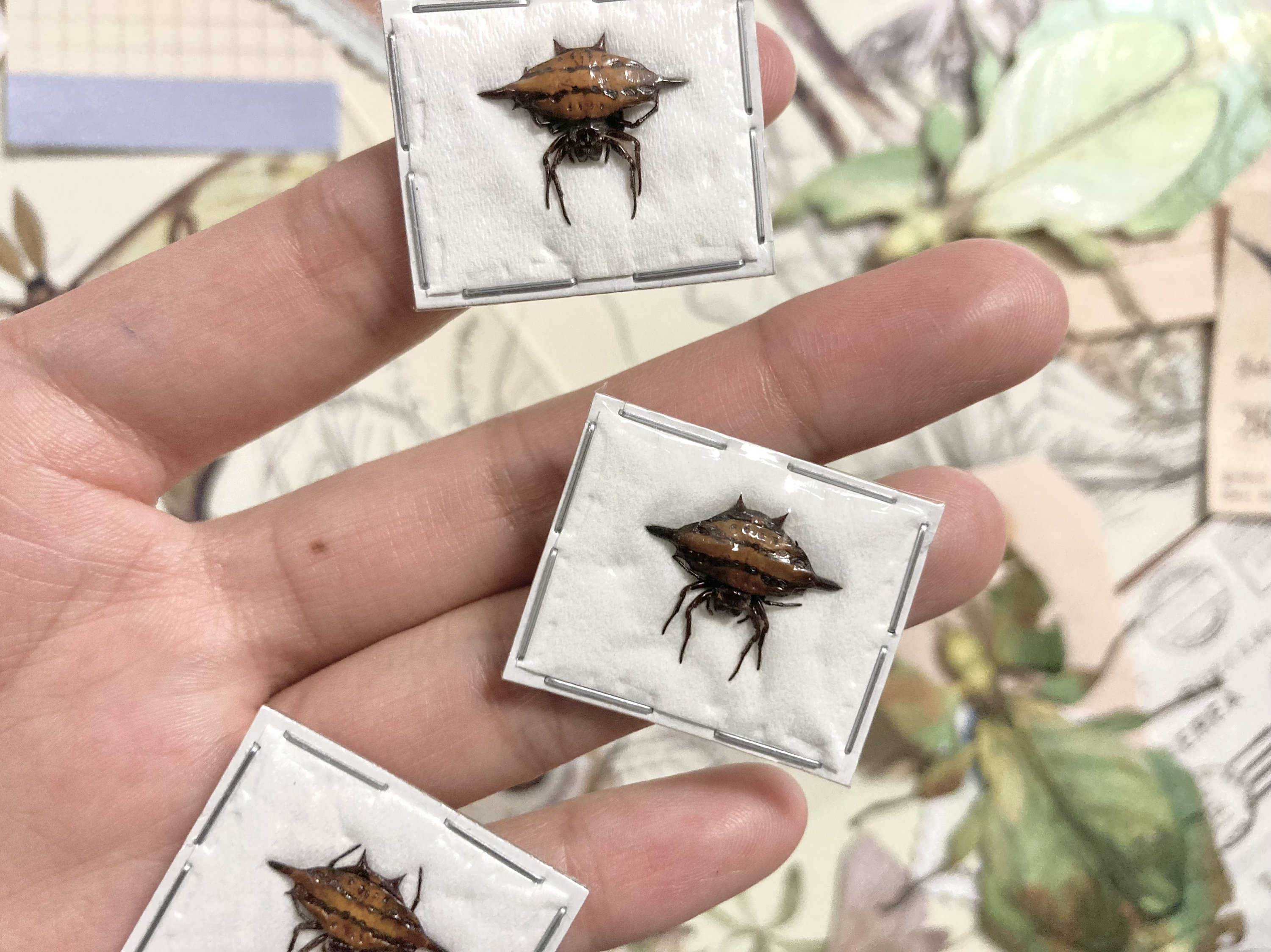 Gasteracantha Sturi Blunt-spined Kite Spider One Specimen - Etsy