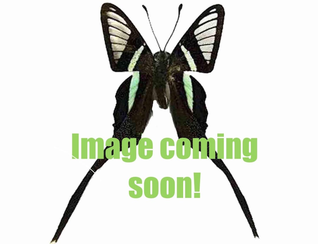 Lamproptera Meges, the Green Dragontail Butterfly, Insect Taxidermy ...