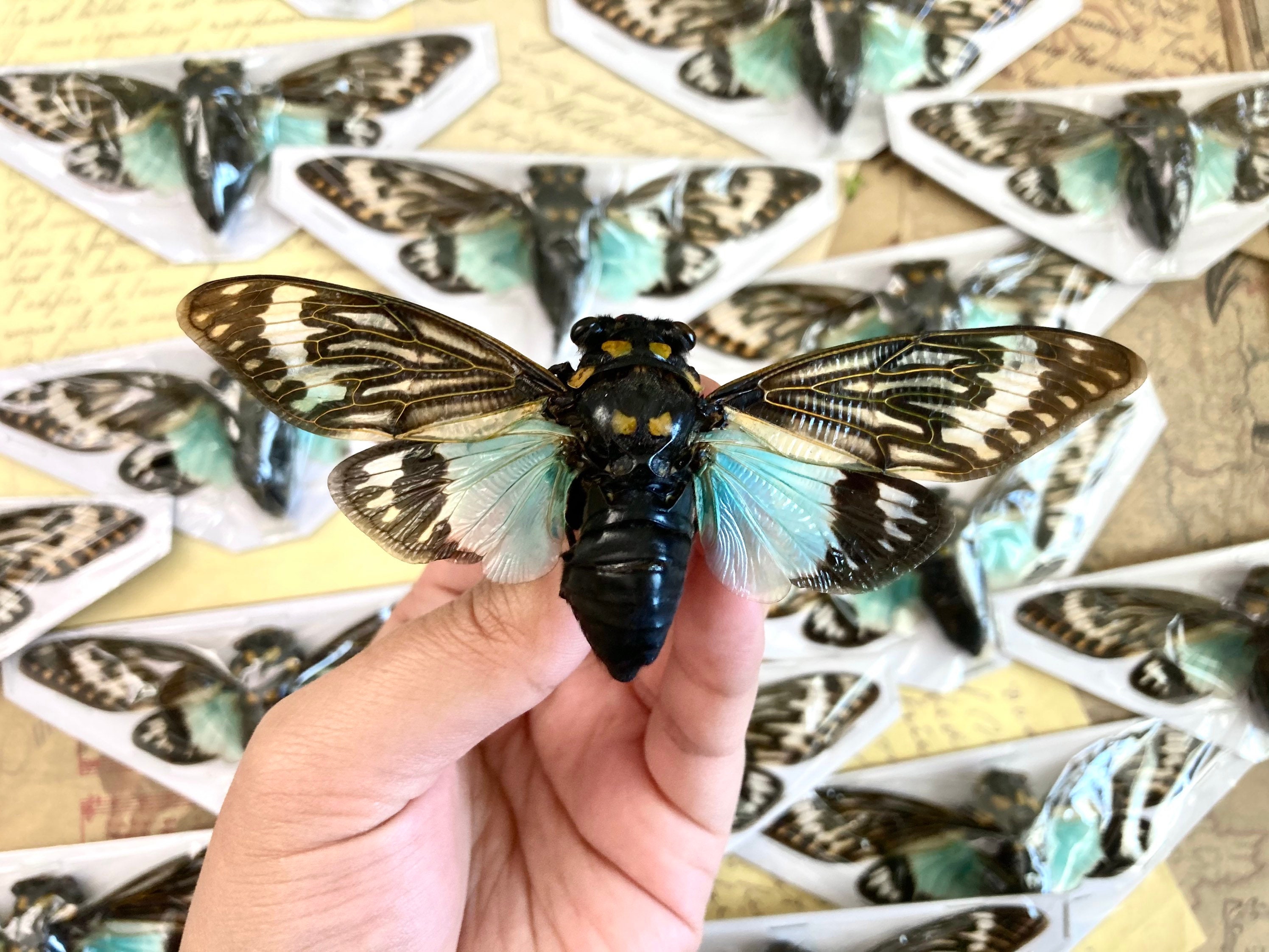 WHOLESALE 10-20 Blue Cicada Specimens, Tosena Splendida, Entomology ...