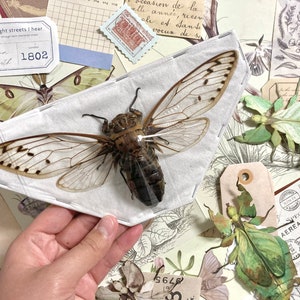 Megapomponia Merula - GIANT, Spread and Ready for Your Projects, Cicada ...