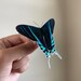 The Green-banded Urania Moth | Urania Leilus | Dry-preserved Specimens ...