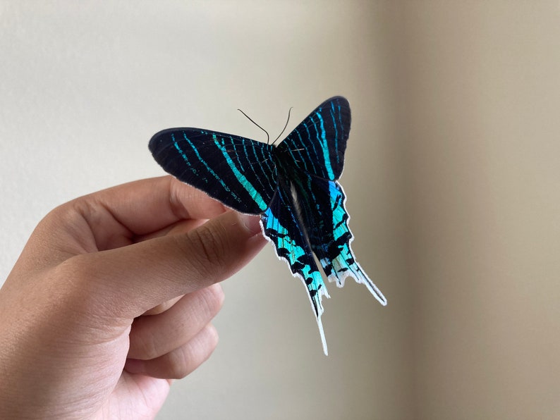 The Green-banded Urania Moth | Urania Leilus | Dry-preserved Specimens ...