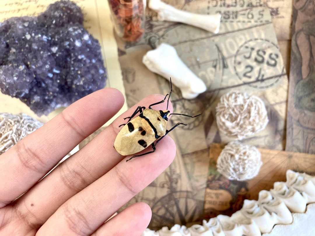 Eucorysses Grandis Mask Skull Face Shield Bug Indonesia, Unmounted ...