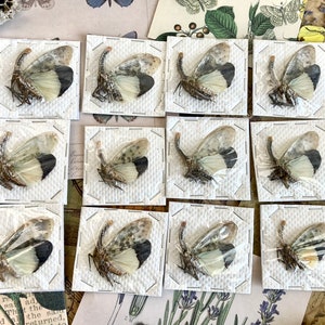 Pyrops Astarte (white), Unmounted, Real Lanternfly, Entomology, Insect ...