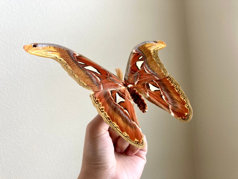 Attacus Atlas Moth Papered Specimen MALE and FEMALE Spcimens - Etsy