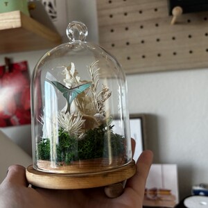 Minature Moth Terrarium, Real Flowers, Entomology Terrarium, Unique ...