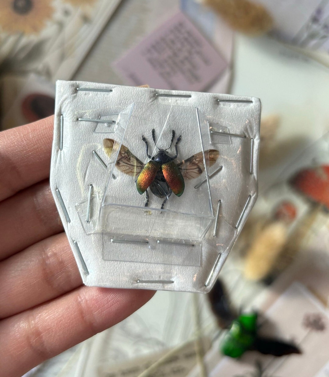 Spread Red Leaf Beetle, Platycorynus Chapanus, Entomology, Real Insect ...