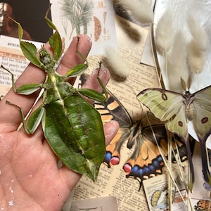 Bramble Leaf Insect, Phyllium Tobeloense Bhaskarai (F), Real Walking ...