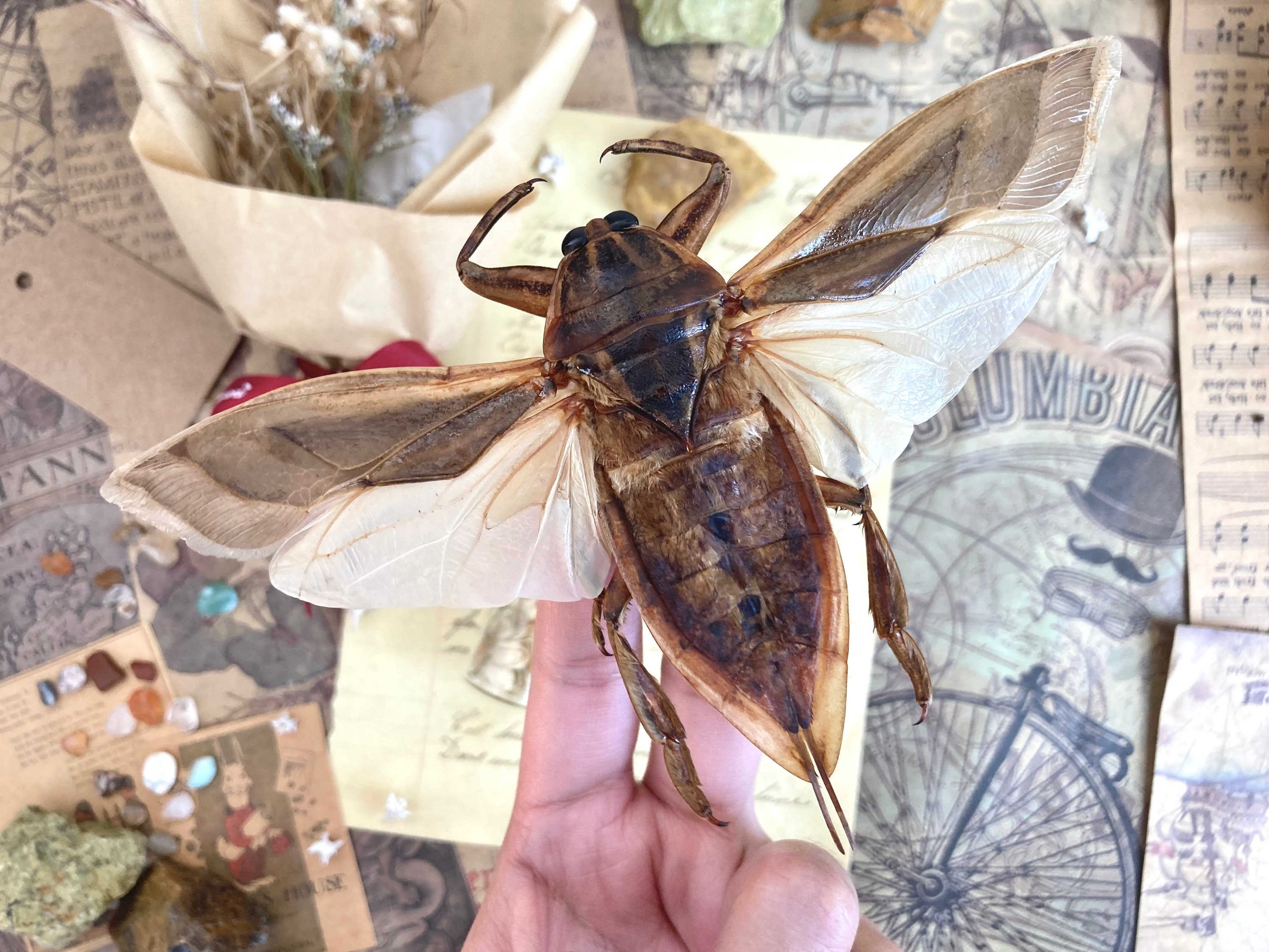 Lethocerus Indicus, Spread and Ready to Mount, Giant Water Bugs - Etsy