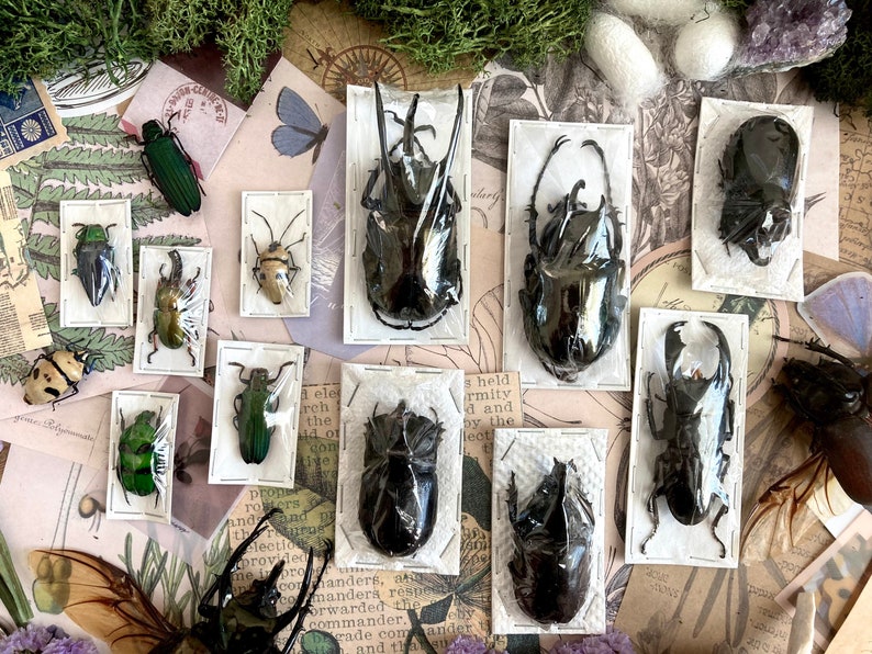 Complete Beetle Mounting Kit Beetle Spreading and Pinning - Etsy