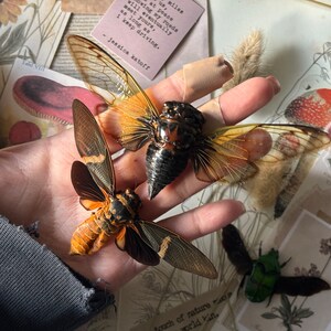 Small Black Orange Cream Cicada, Real Ciacada, Insect Art, Real Insect ...