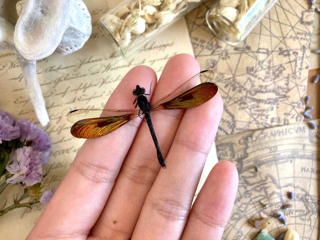 Real RAINBOW Dragonfly Rhinocypha Anisoptera, MALE, Real Damselfly ...