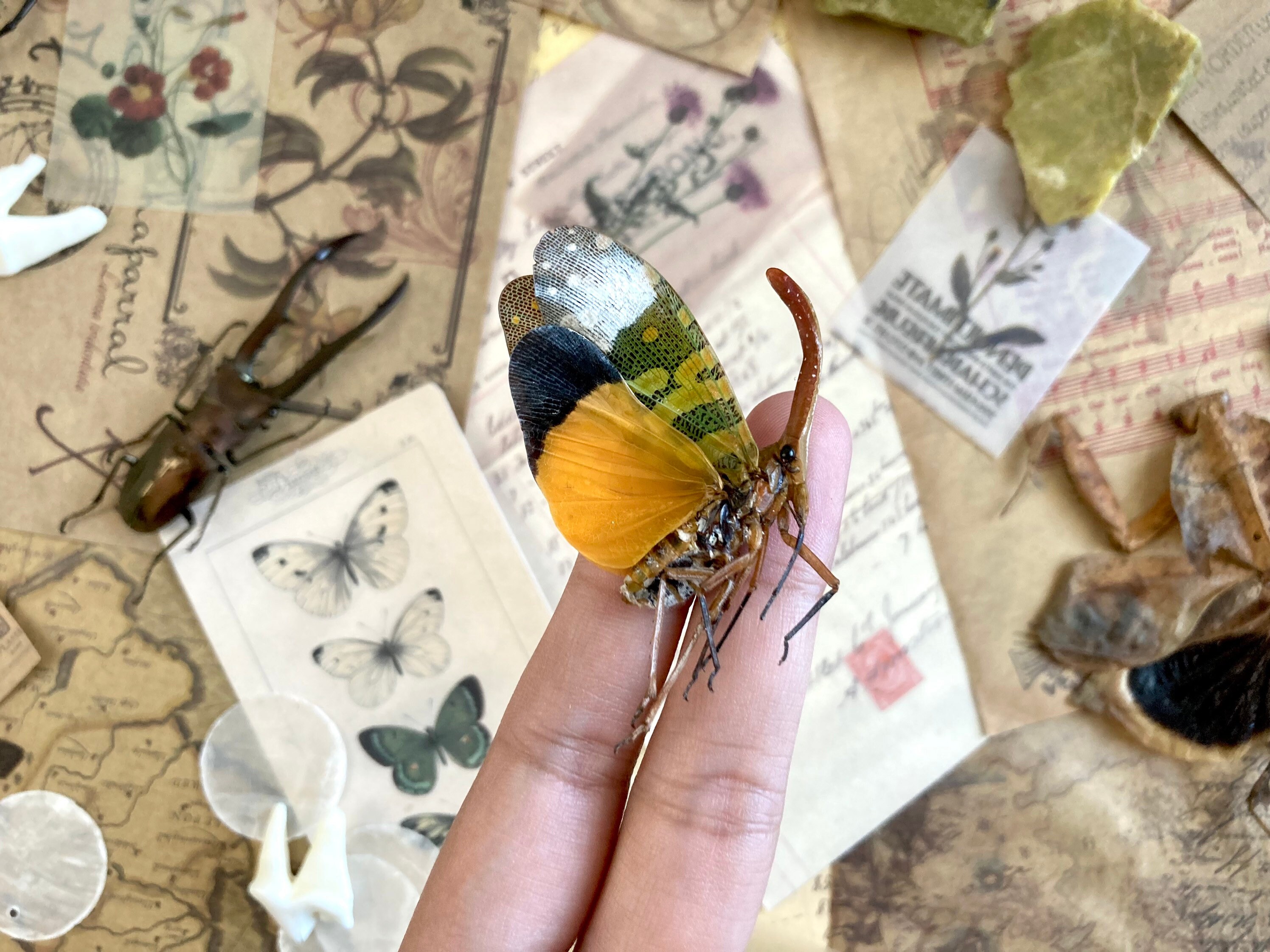 Pyrops Candelaria, Unmounted, Green Yellow Lanternfly, Real Lanternfly ...