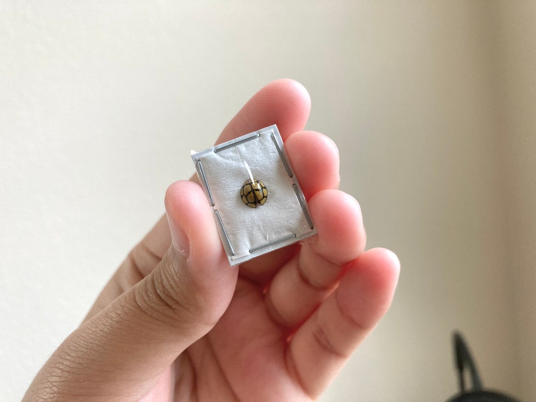 Tiny Netted Ladybugs, Yellow Black Ladybug, Netty Ladybird (beetle ...