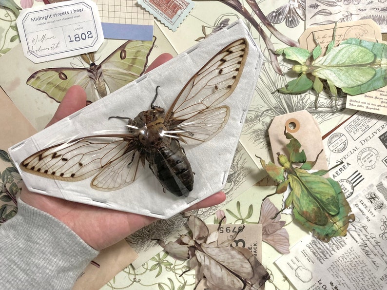 Megapomponia Merula GIANT Spread and Ready for Your | Etsy