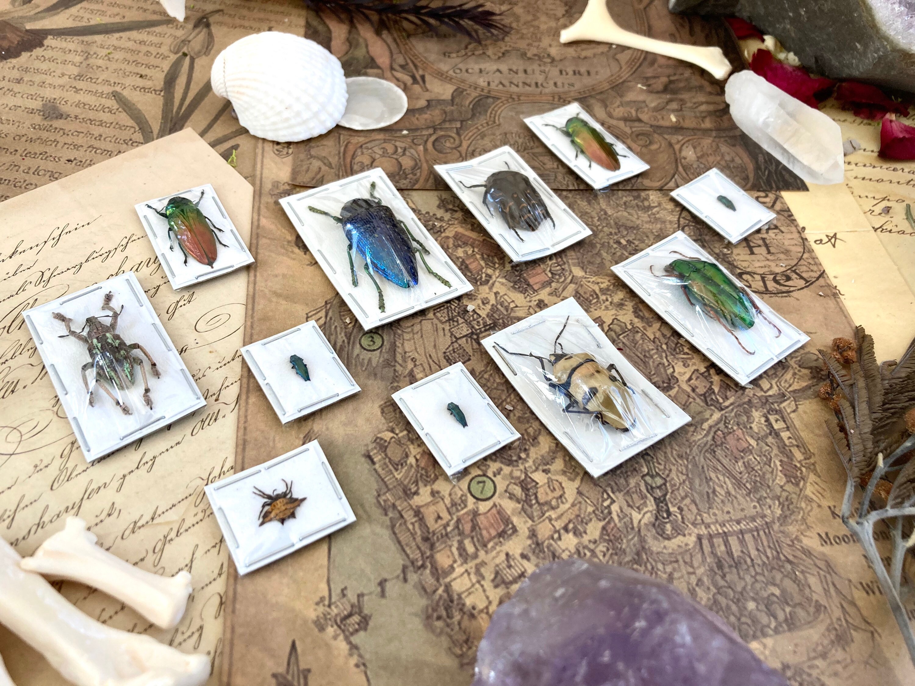 5 Mystery Insects Entomology Oddities Specimen | Etsy