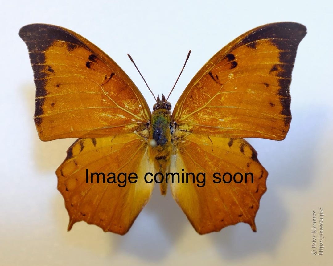 Charaxes Paphianus Butterfly From Central Africa, Paphianus Charaxes ...