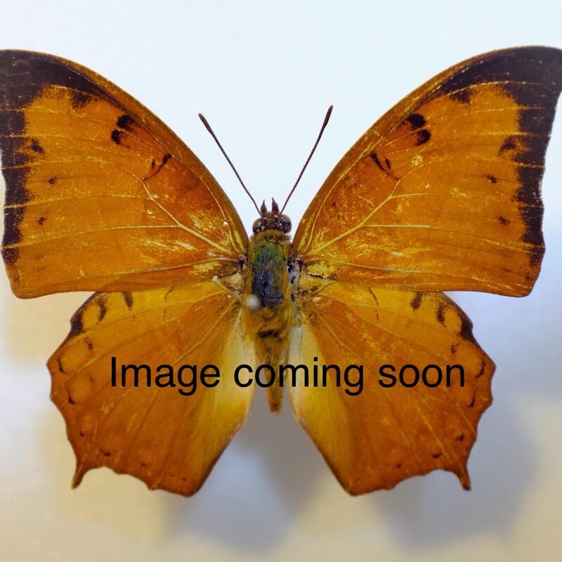 littlelaurenarts - Etsy