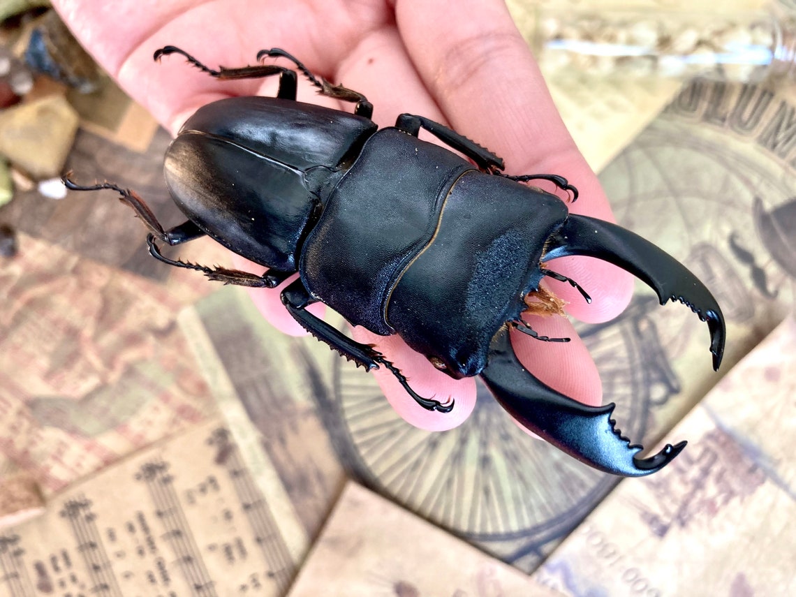 Dorcus Titanus Typhon 70-75mm Indonesia Large Beetle - Etsy