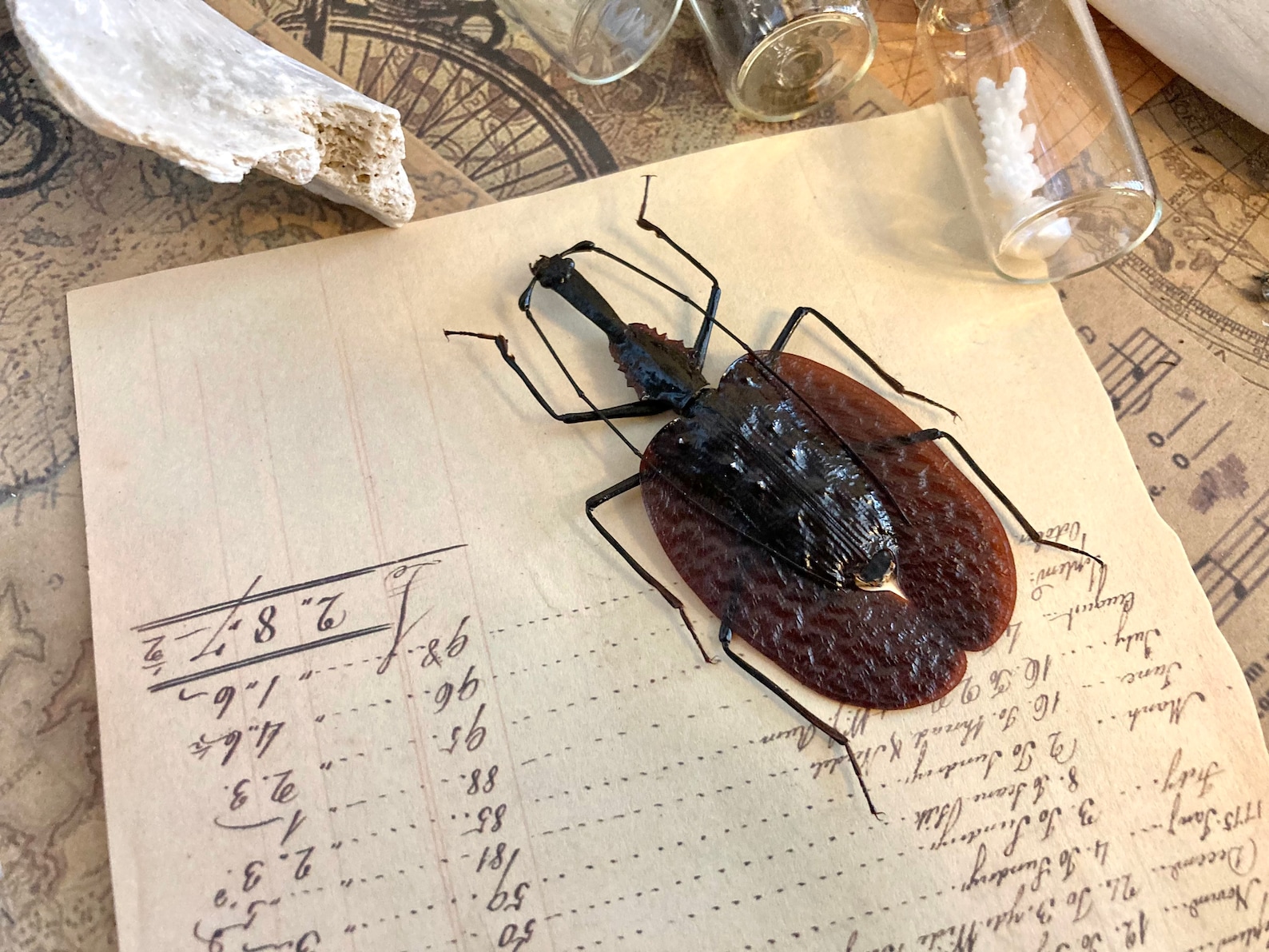 LARGE Mormolyce Phyllodes, +90mm, Violin Beetle, Banjo Beetle, Real ...