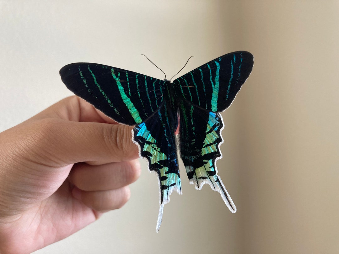 The Green-banded Urania Moth | Urania Leilus | Dry-preserved Specimens ...