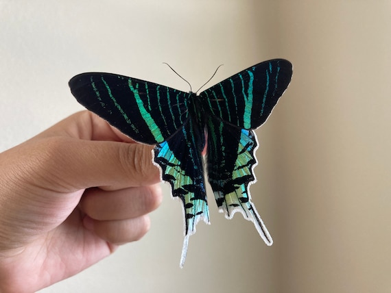 The Green-banded Urania Moth Urania Leilus Dry-preserved - Etsy