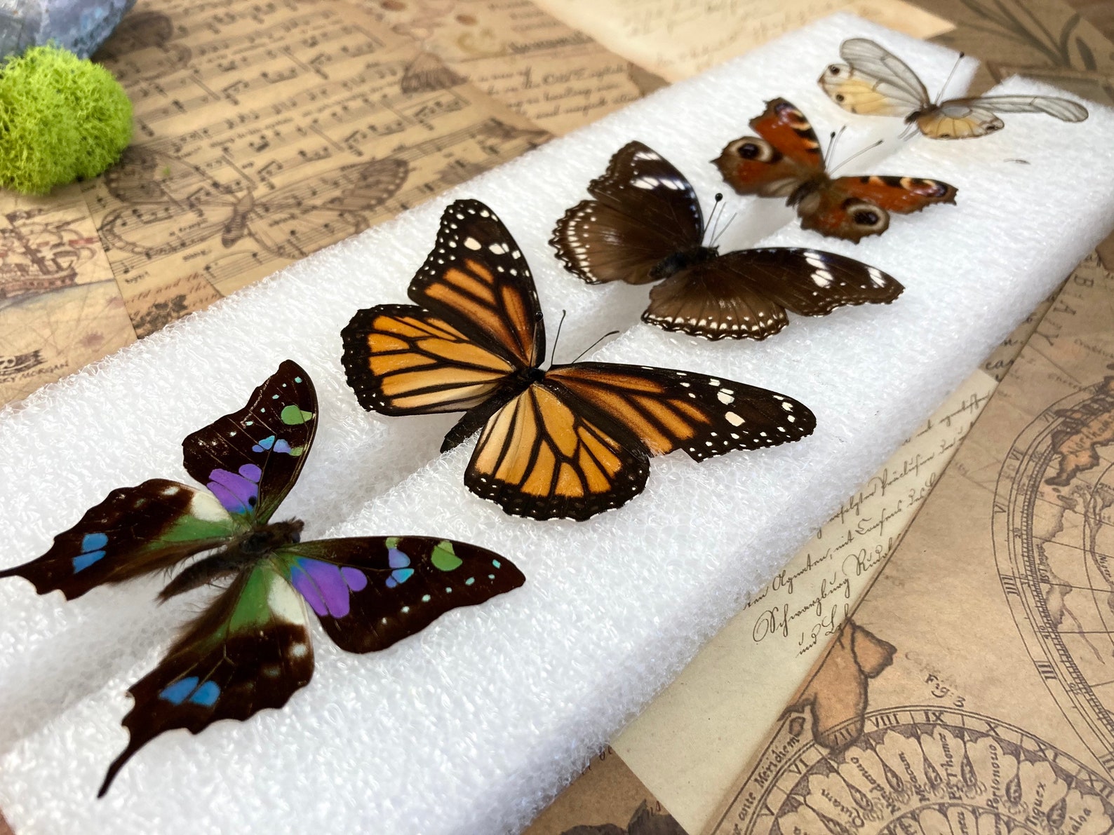Butterfly Mounting - Spreading Board - Insect Pinning Board ...