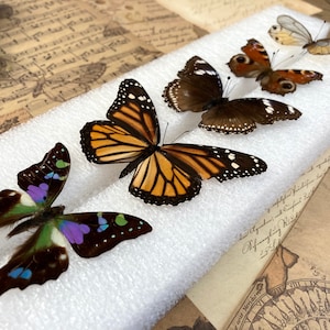 Butterfly Mounting - Spreading Board - Insect Pinning Board ...