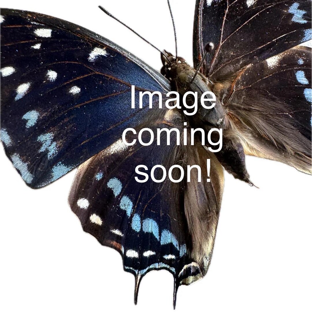 Charaxes Etesipe Butterfly, Insect Taxidermy Butterfly Pinning ...