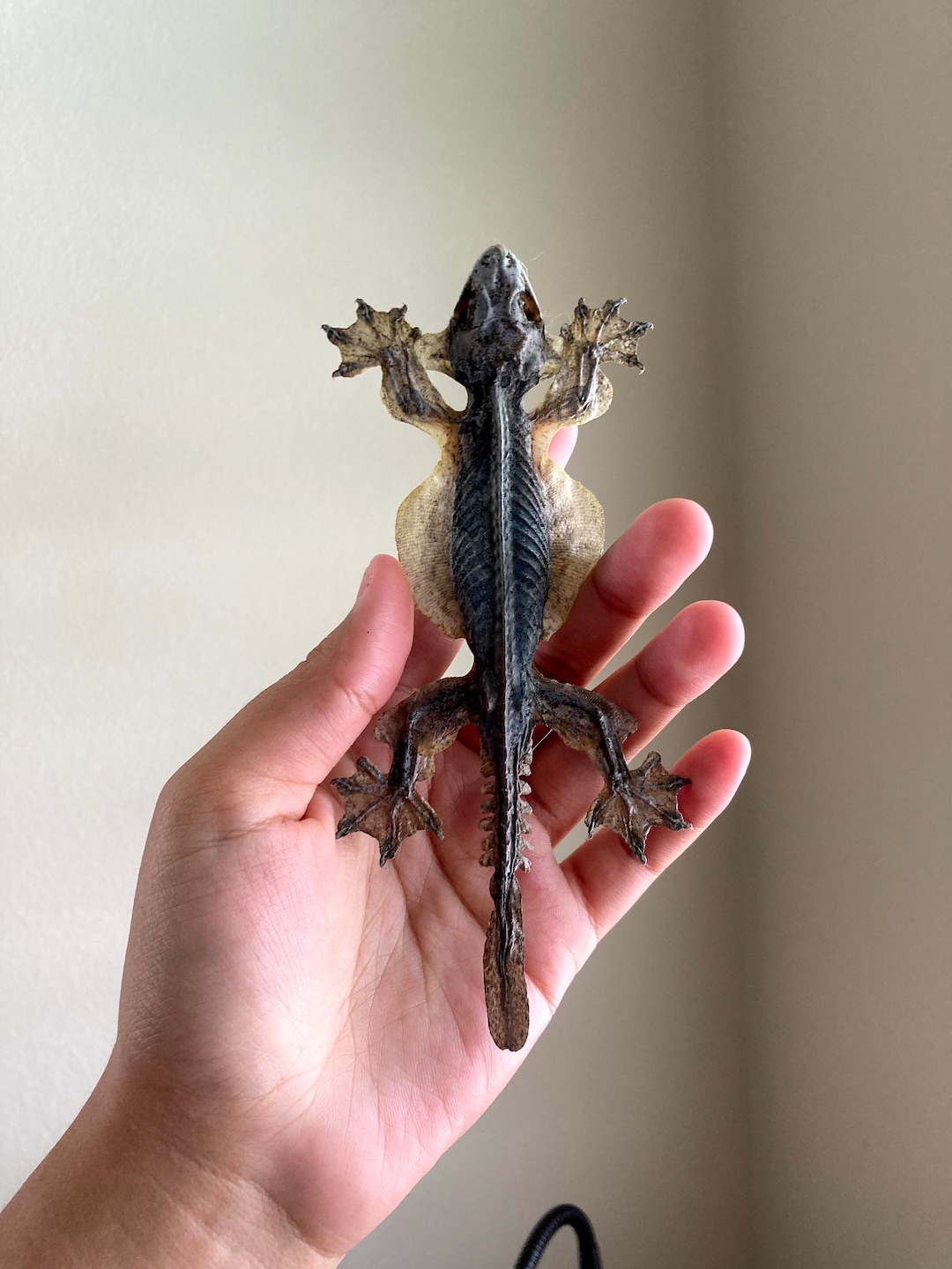Kuhl's Flying Geckos | Ptychozoon Kuhli | Dry-preserved Spread Specimen ...
