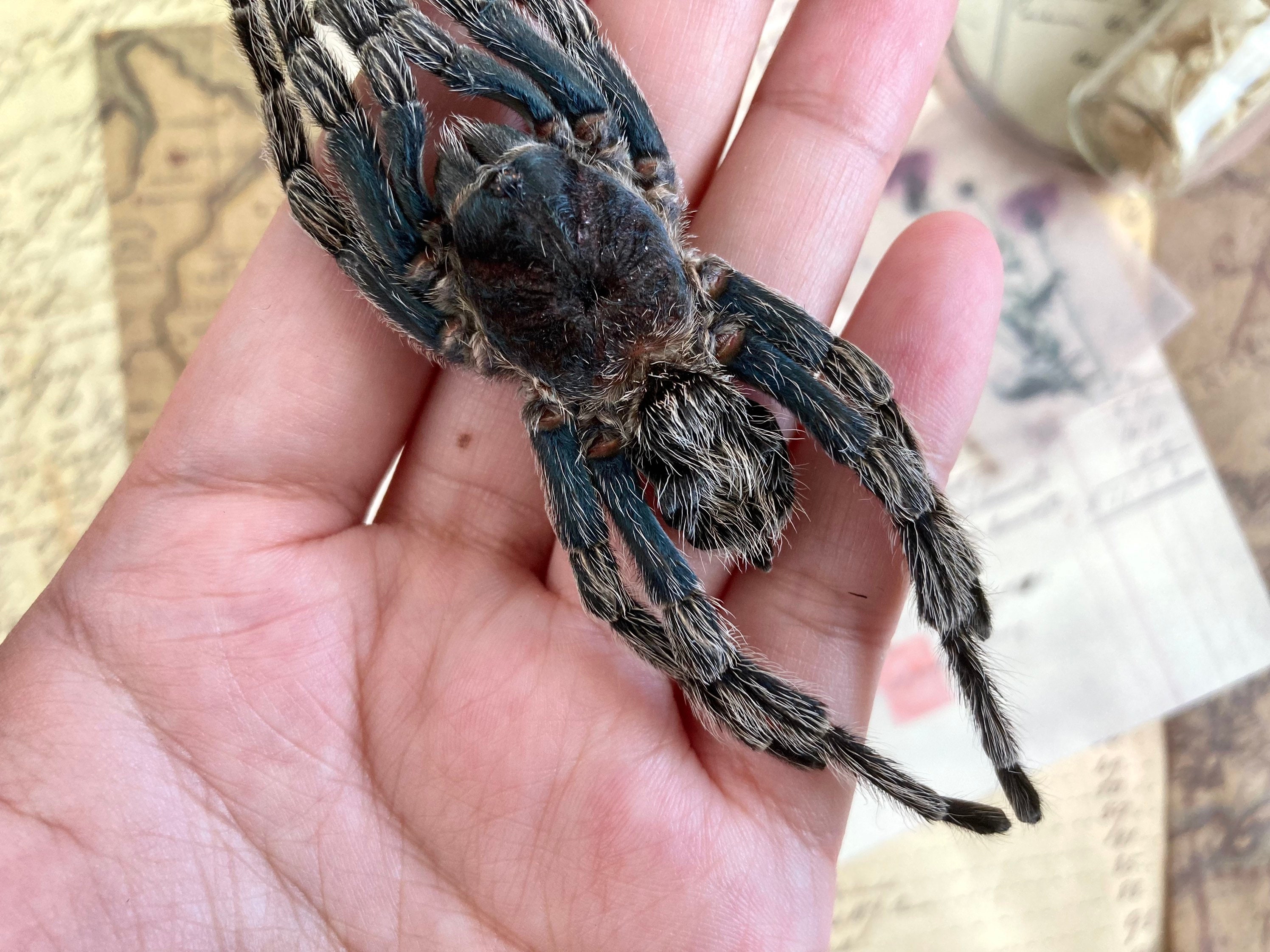 One Bird Eating Spider From Peru Hapalotremus Carabaya ,arachnid , for ...