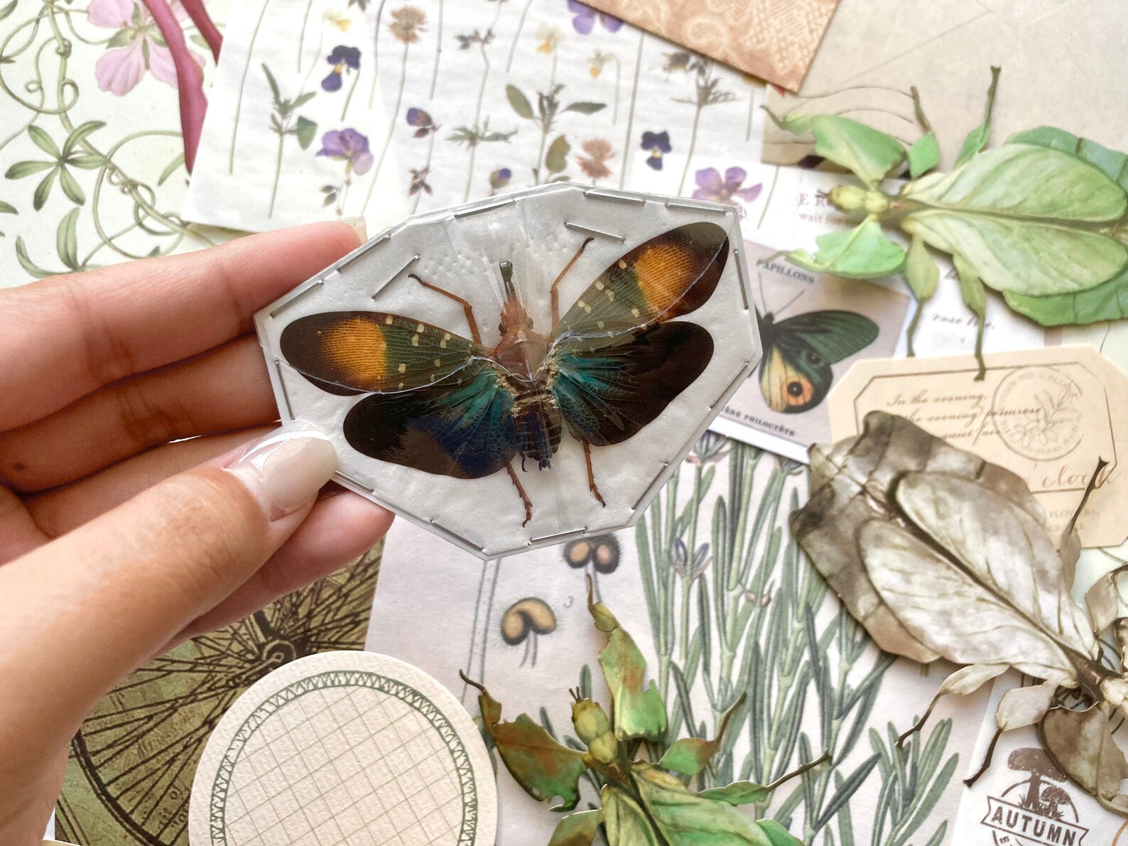 Real Blue Lanternfly, Pyrops Gunjii, Open Wings for All Your Taxidermy ...