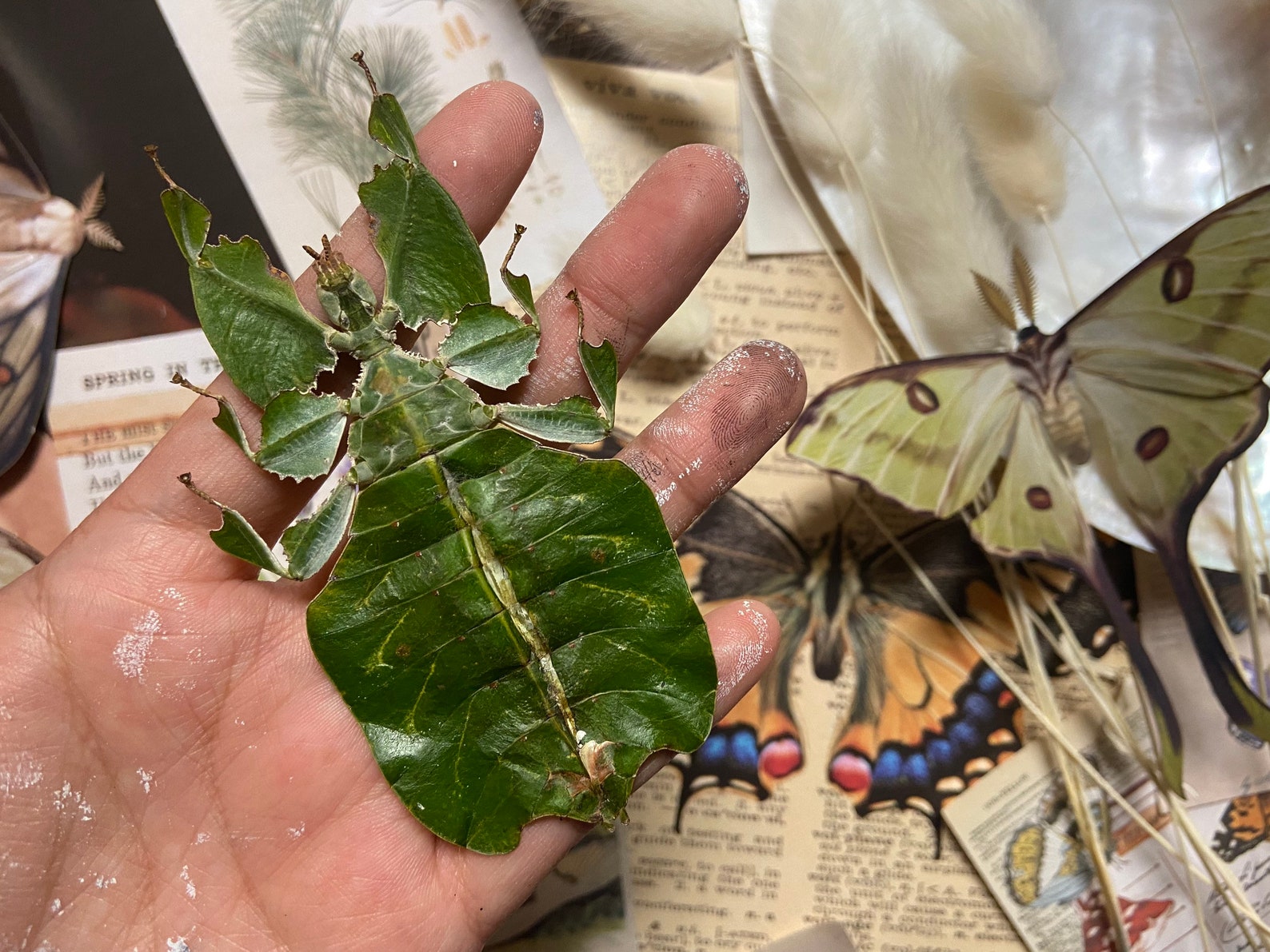 FEMALE Phyllium Pulchrifolium, Real Walking Leaf Stick Bug Green ...