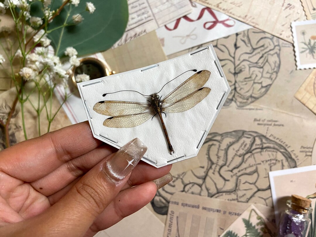 Clear Lace Net Wing Specimen, Spilosmycus Javanus, Real Insect, Spread ...