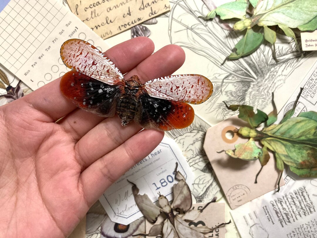 Aphaena Submaculata, Plant Hopper, Entomology, Real Insects, Insect ...