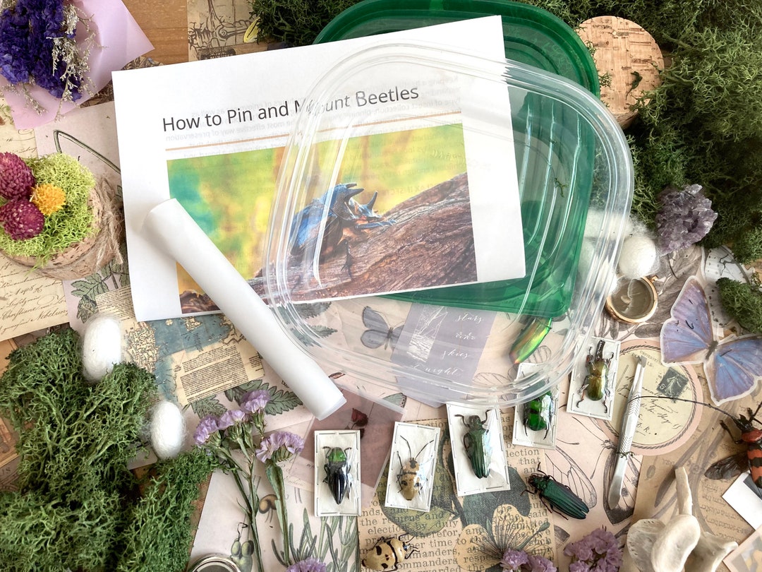 Complete Beetle Mounting Kit - Beetle Spreading and Pinning Kit ...