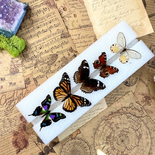 Butterfly Mounting Spreading Board Insect Pinning Board - Etsy