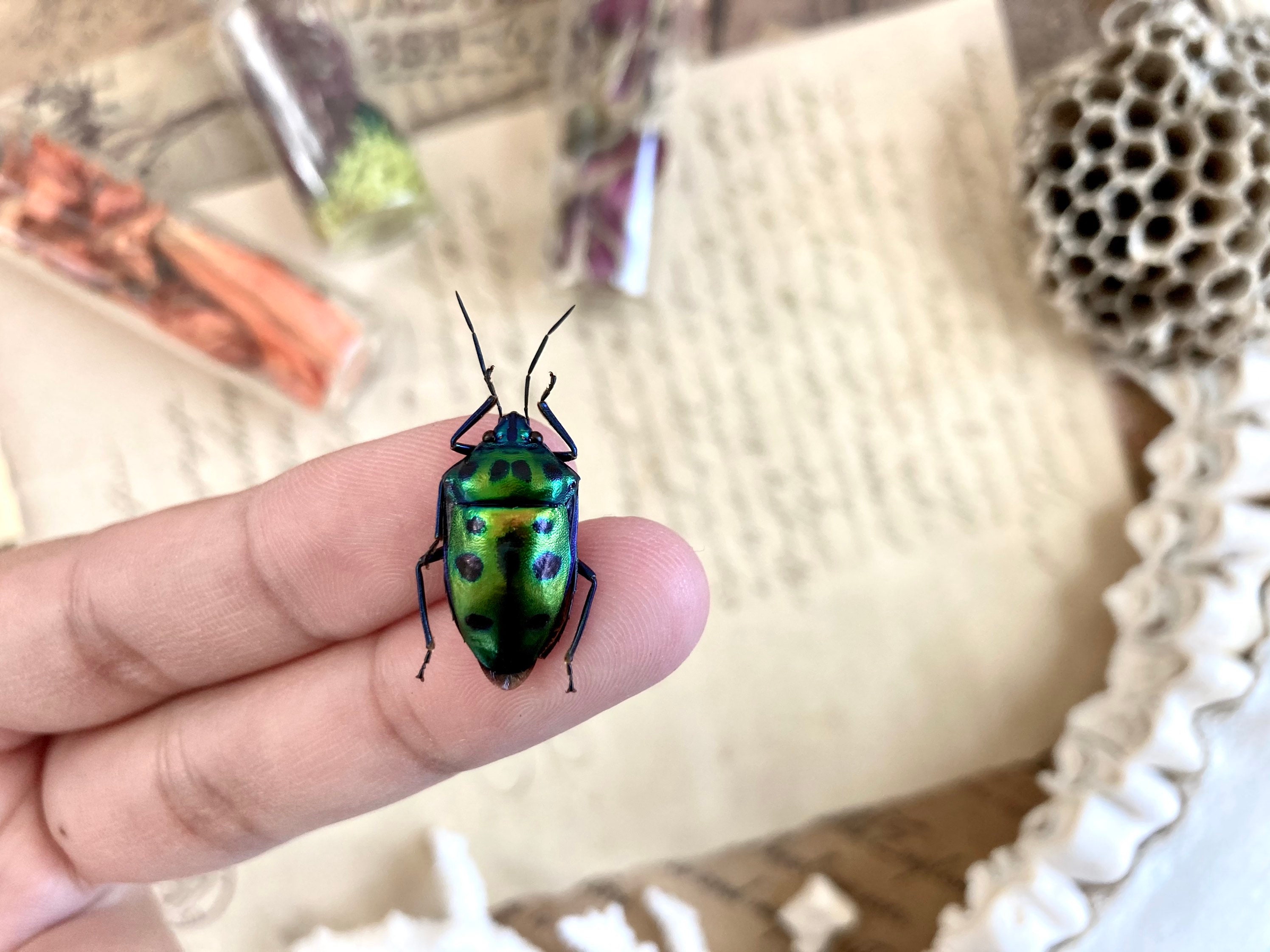 Jewel Bug, Calliphara Nobilis, Arthropoda, Entomology, Insects, Real ...