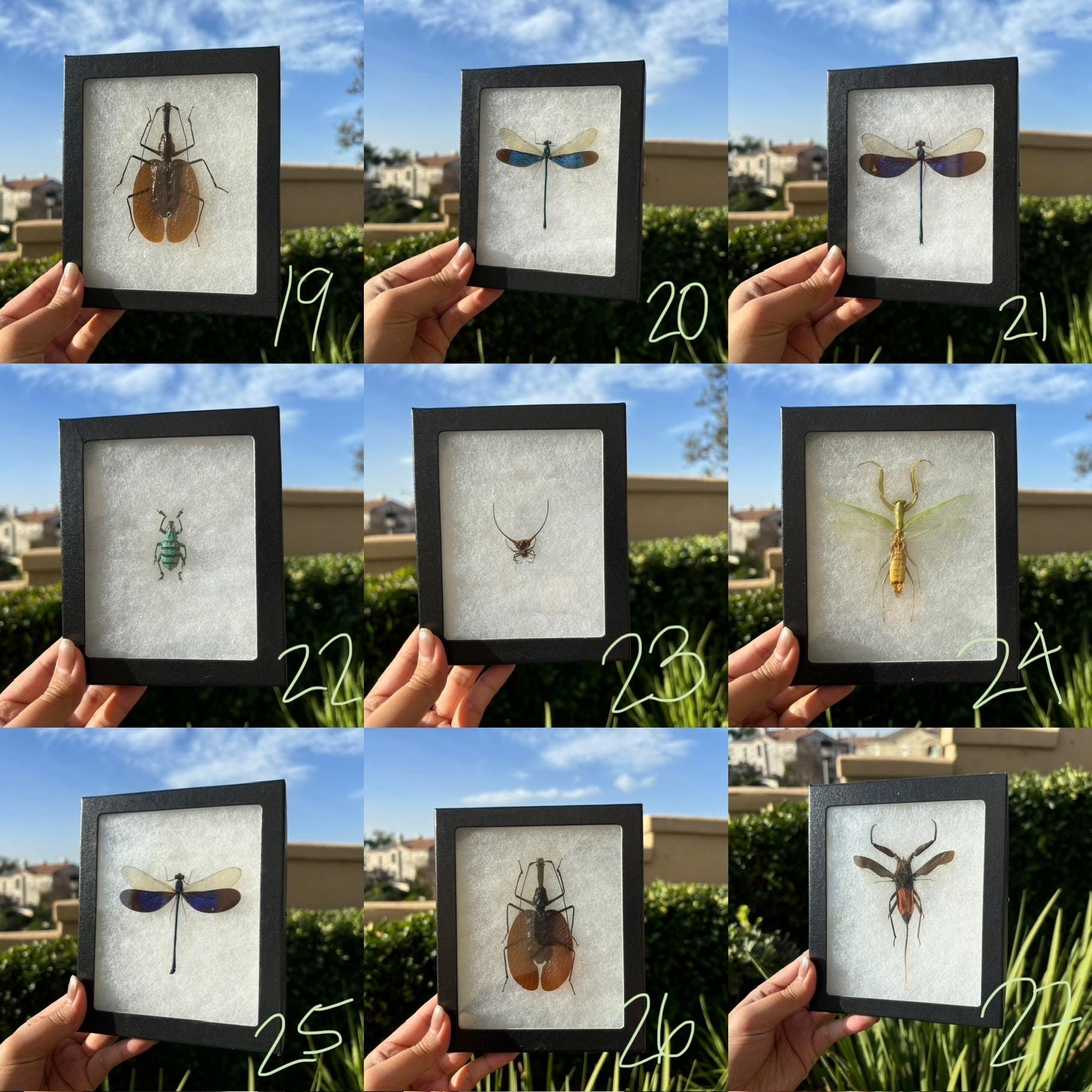 Riker Frame Insect Specimens, Entomology, Insect Decor, Insecr Frame ...