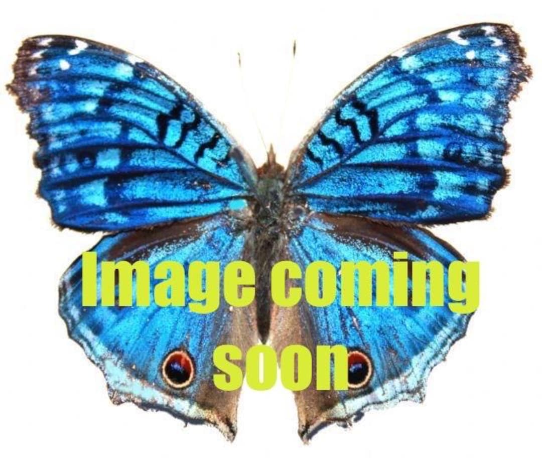 Precis Radama, Four-spot Butterfly, Radama's Butterfly, Taxidermy ...